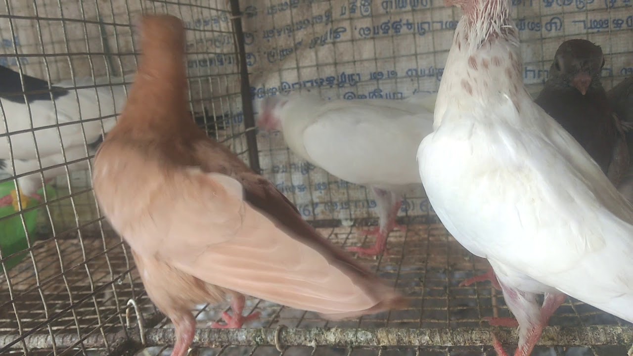 Short face pigeon 9843062517 - YouTube