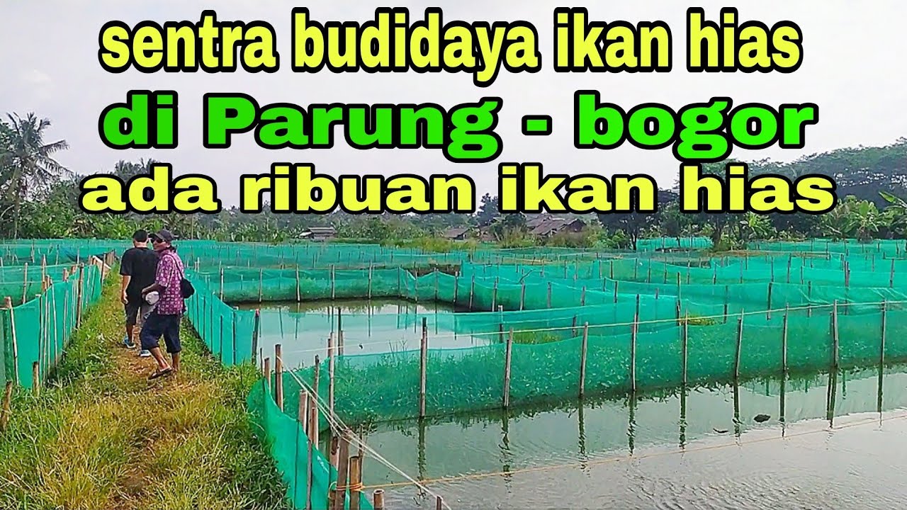 BUDIDAYA IKAN HIAS TERLUAS DAN TERLENGKAP DI PARUNG BOGOR - YouTube