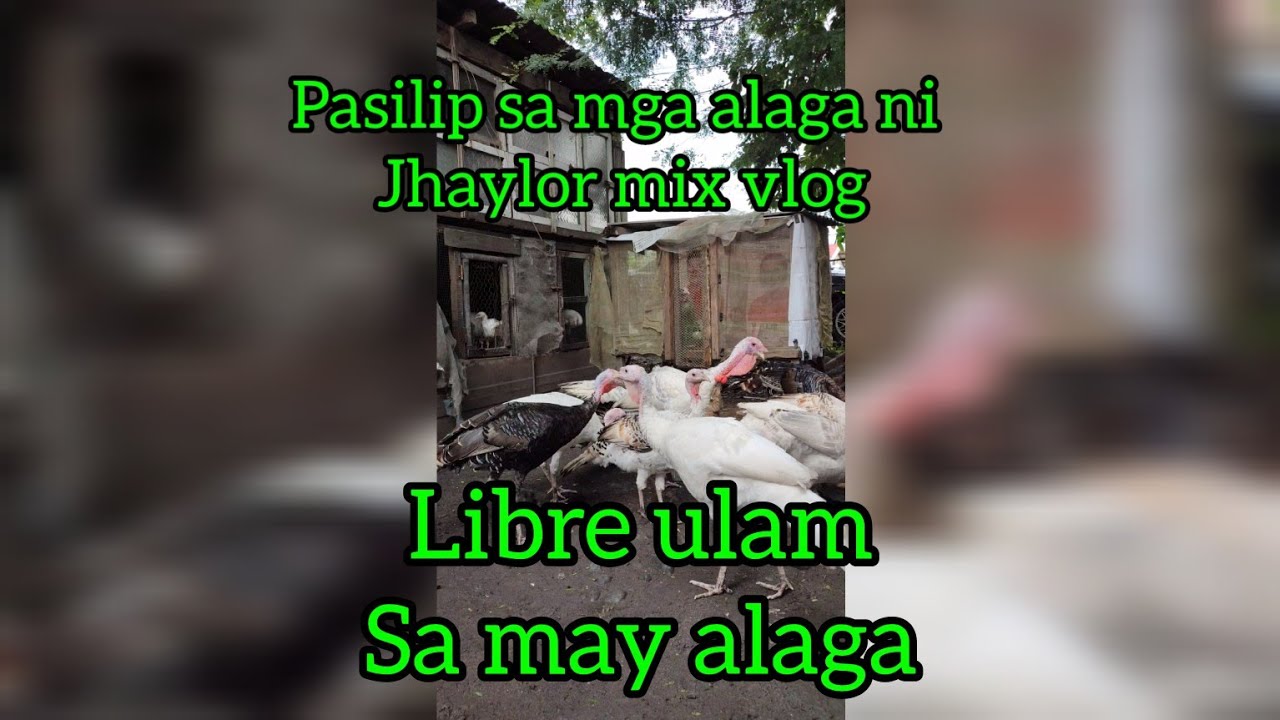alaga ni jhaylor mix vlog..pasilip lang po mga mix vlog... - YouTube