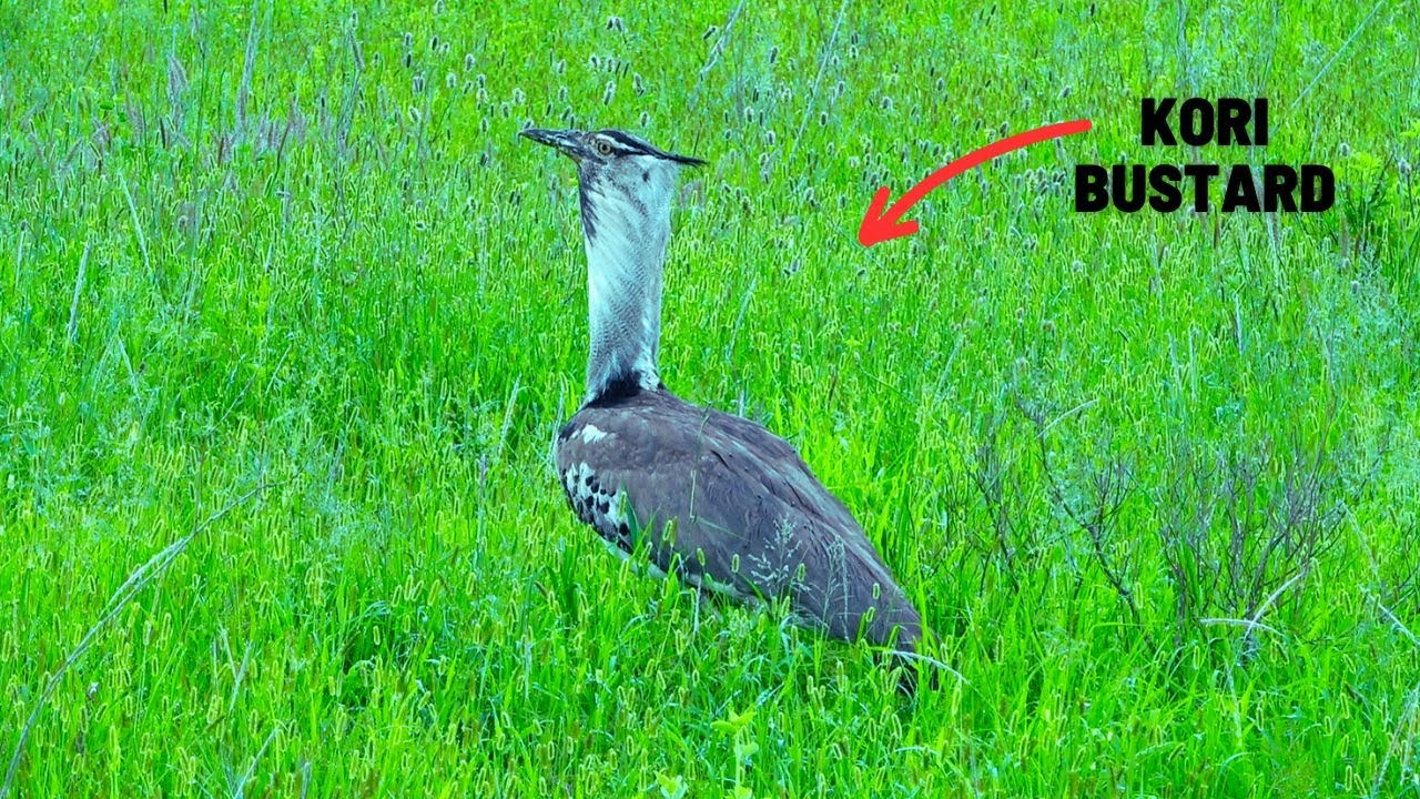 Largest Flying Bird in Africa || The Kori Bustard - YouTube