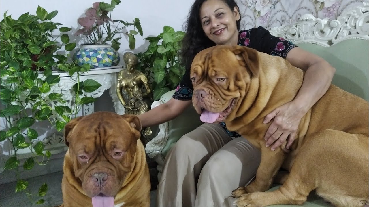 How to Train your Dog || Teaching Discipline to Dog || Anupma Pandey ...