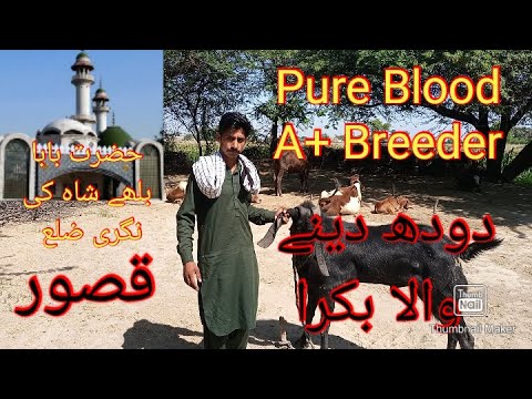 Pure Blood Line| A+ Quality Breeder| Breeder With Best Breeding Result ...