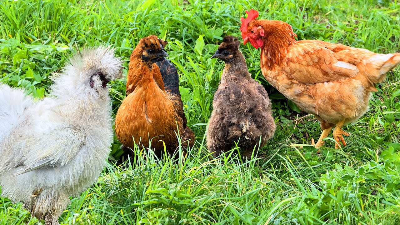 Weird Chickens Being Zen for 41 Minutes - YouTube