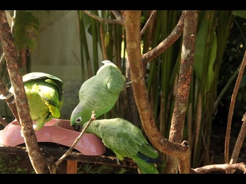 Paraíso Carlisa. Costa Rica. Loras parlanchinas / Parrots chattering ...