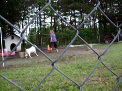 In Memorial of Buddy: Barrel Racing 1 - YouTube