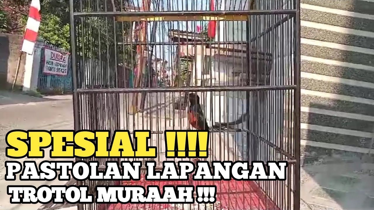 READY !!! TRAH SINGA CANDRA DAN GLADIATOR - YouTube
