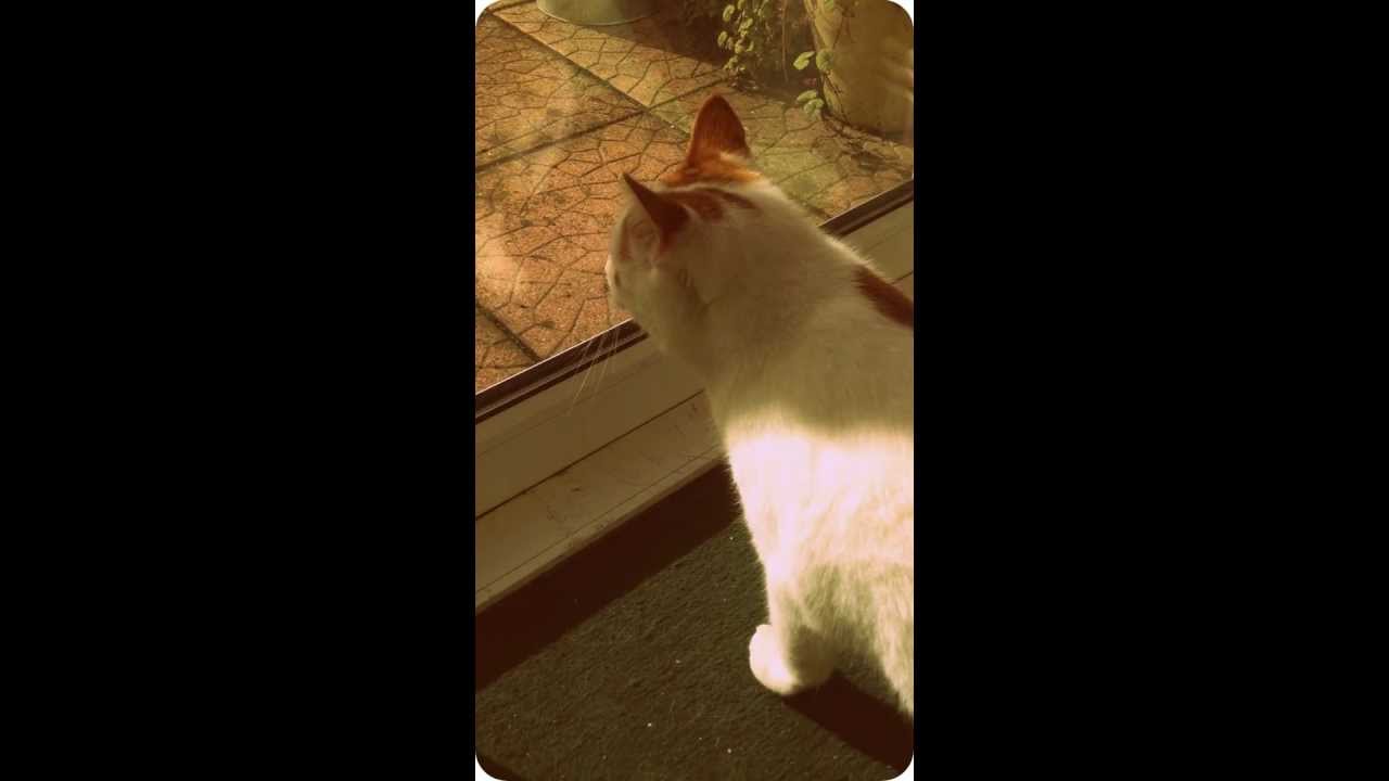 Funny cat snorting - YouTube