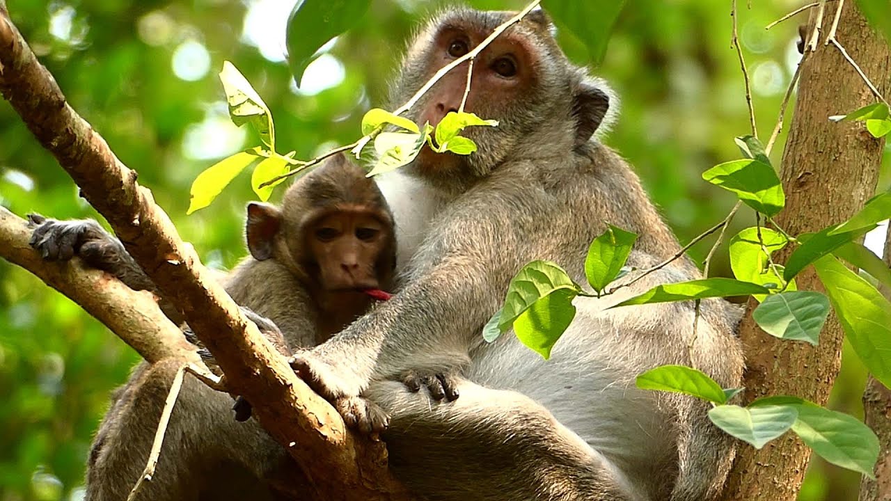 Jazzy monkey got full sleeps & drink milk with mama Jane, Happiness ...