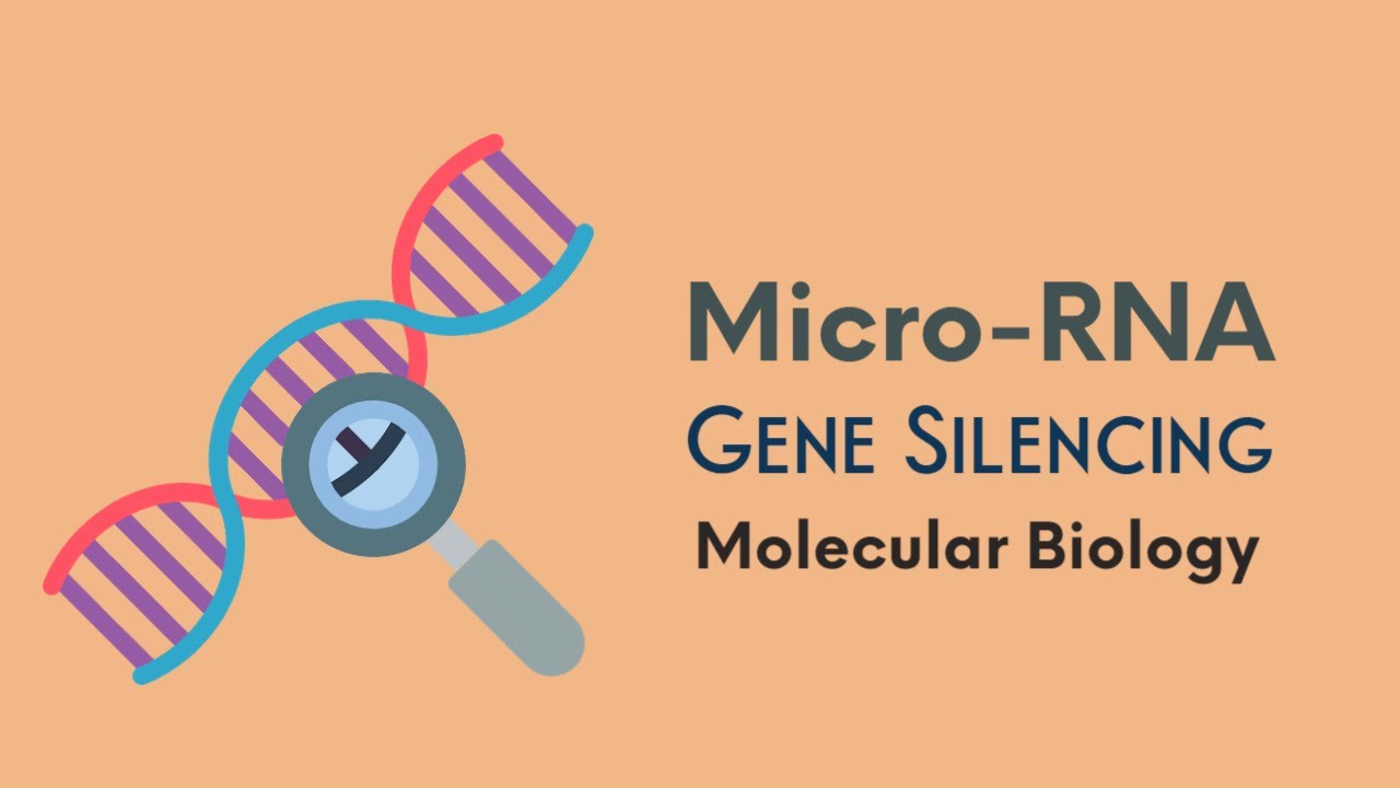 miRNA | gene silencing | Molecular biology - YouTube
