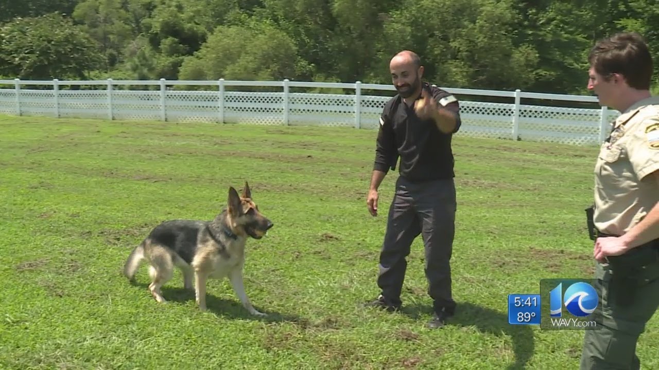 Rambunctious Virginia Beach dog who faced euthanization now being ...