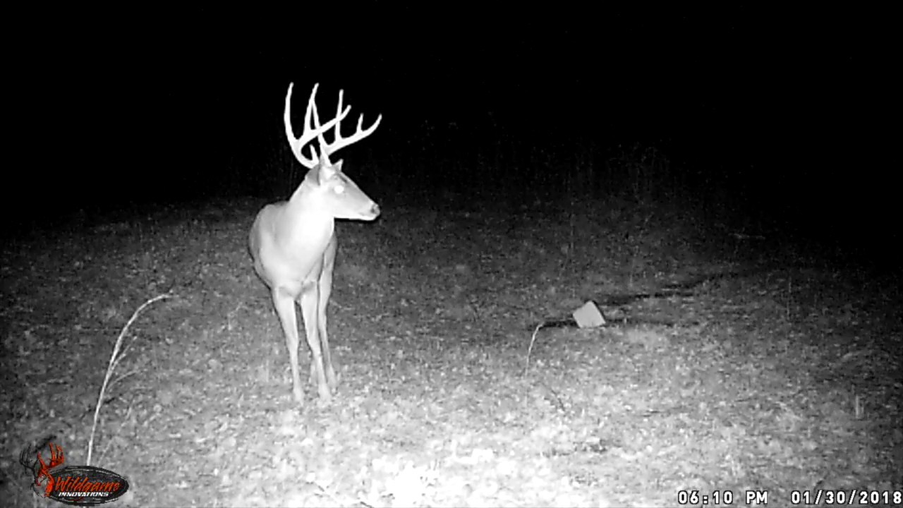 The Biggest 9 point buck I've ever seen! - YouTube