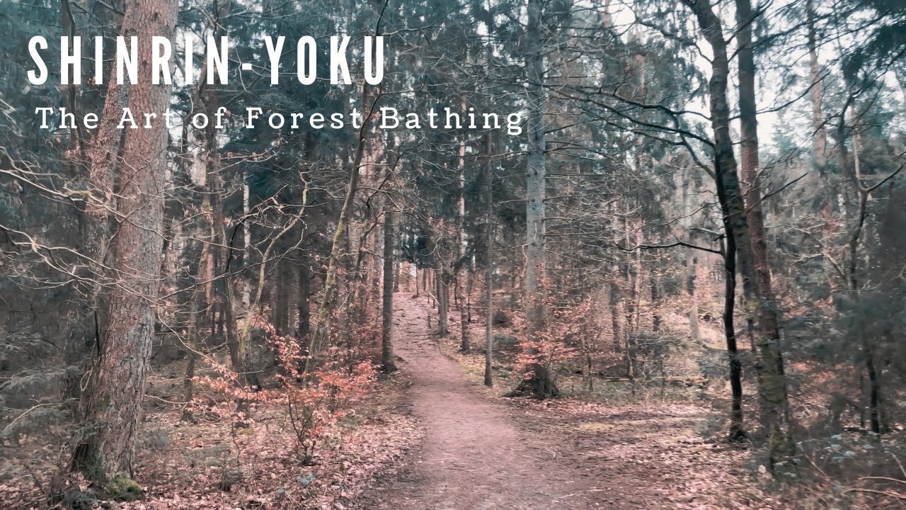 Shinrin-Yoku: One Hour Forest Bathing Meditation for Relaxation ...