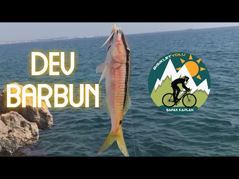 BARBUN AVI / Kıyıdan Balık Avı  / KIZILDENİZ BALIKLARI / HANOS BALIĞI
