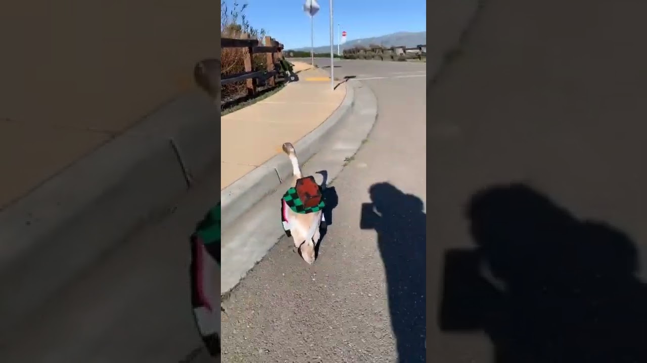 Total Concentration, Duck Breathing Technique! - YouTube