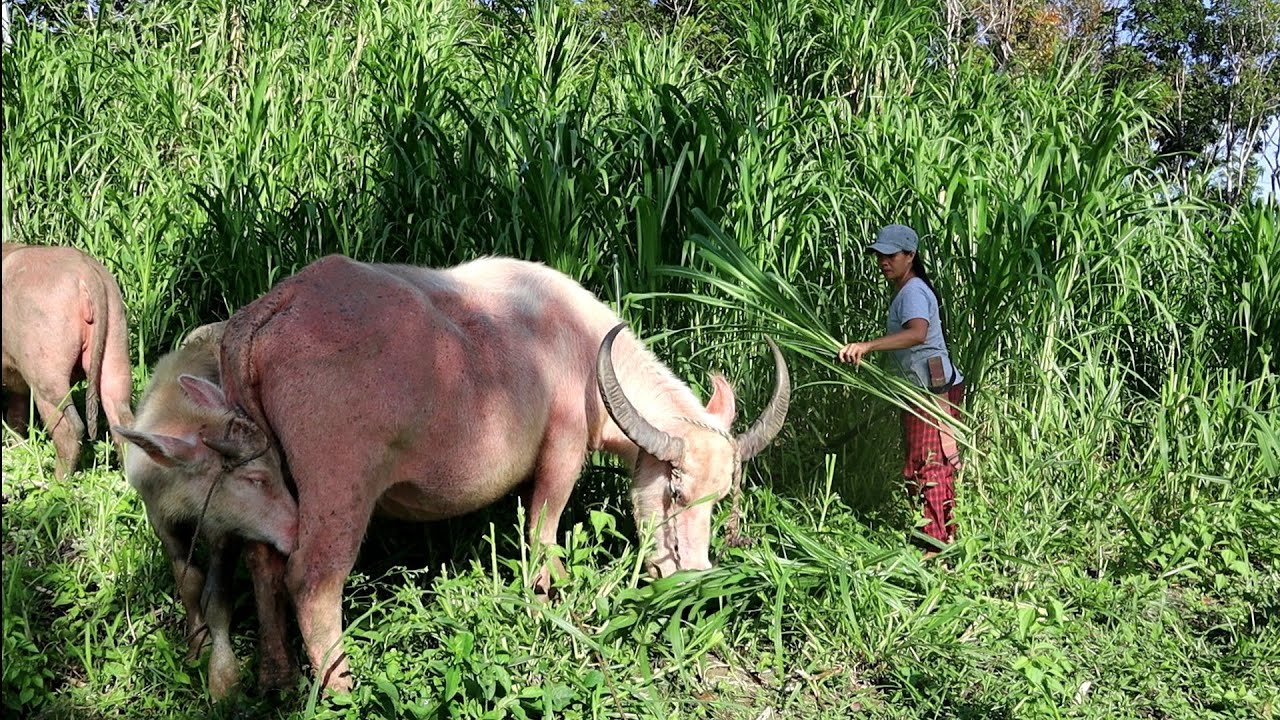 A day in my life (BAKIRO) - Philippine Carabao - YouTube
