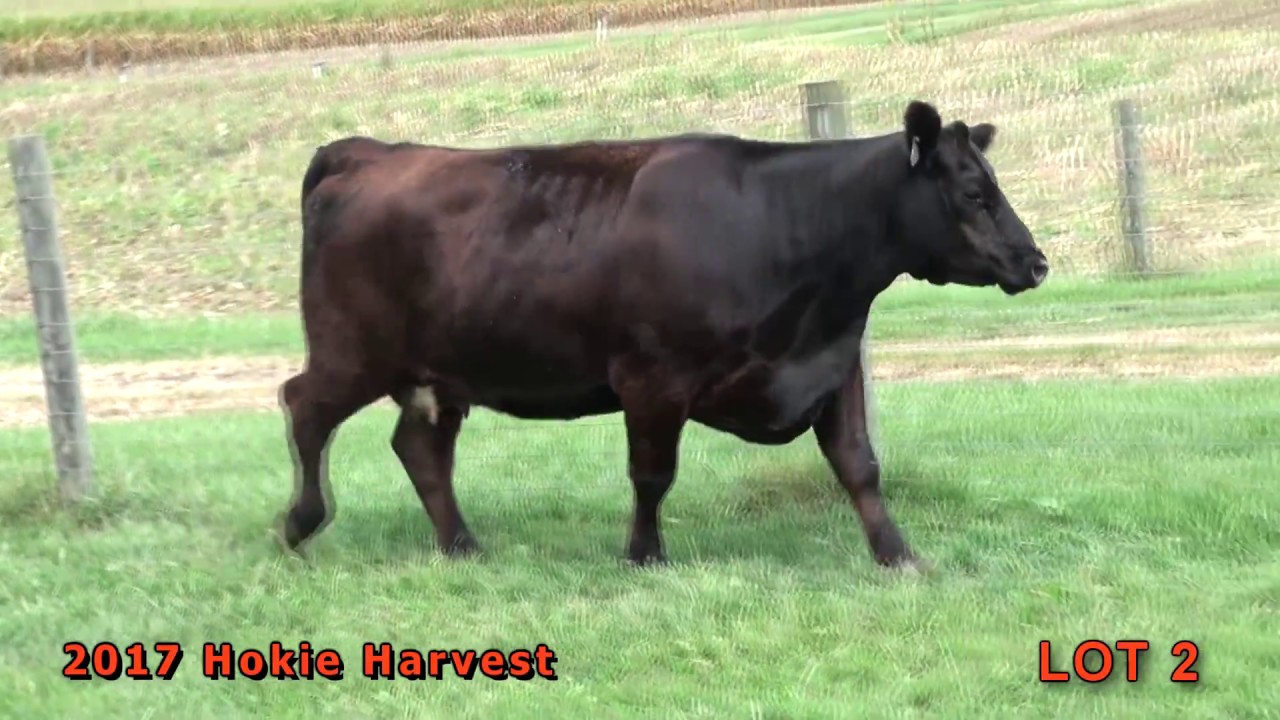 LOT 2 _ 2017 VTech Hokie Harvest Sale - YouTube