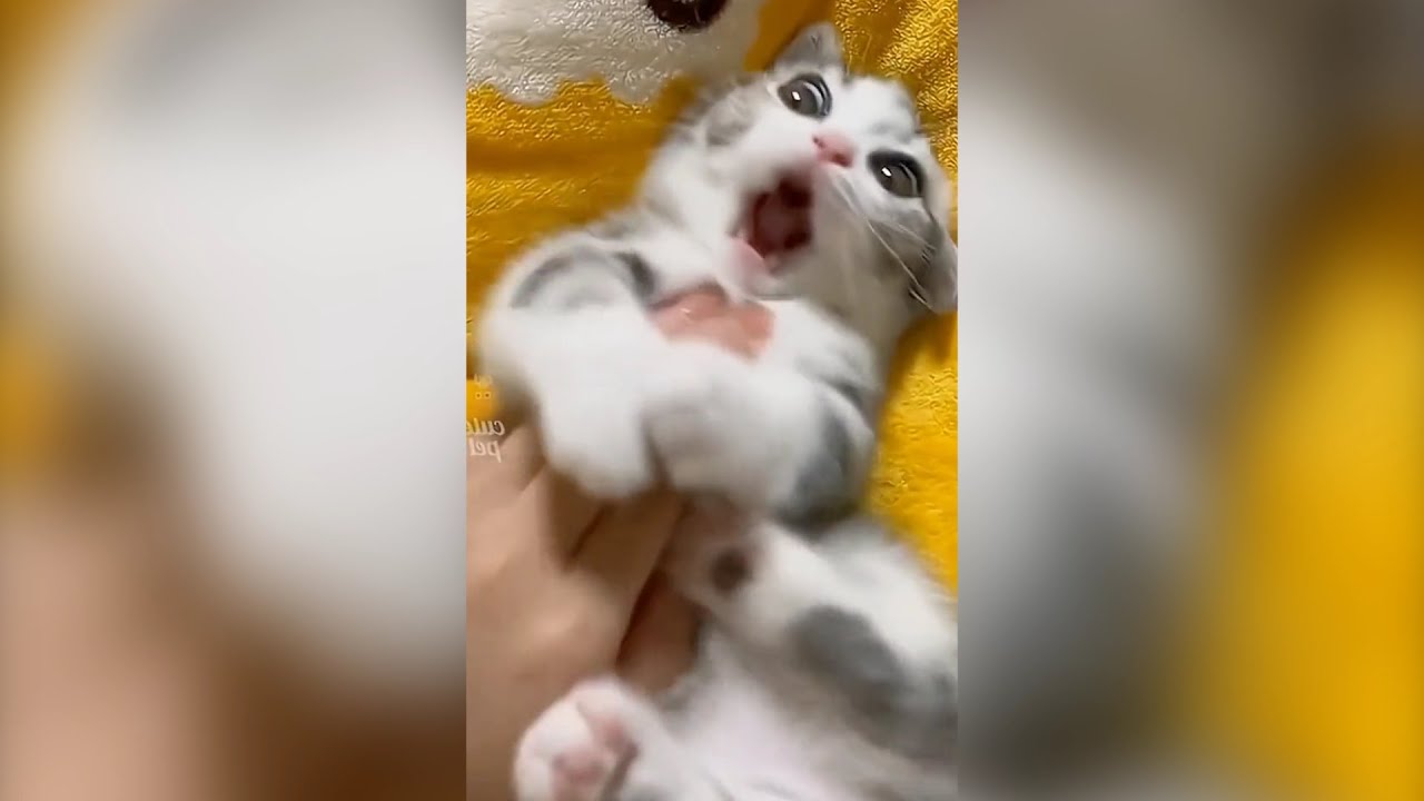Furry Funhouse: Wildly Entertaining Clips from Funny Animals Channel ...