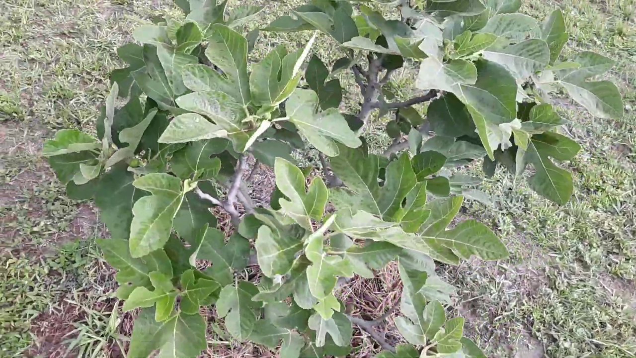Fig trees from cuttings - YouTube
