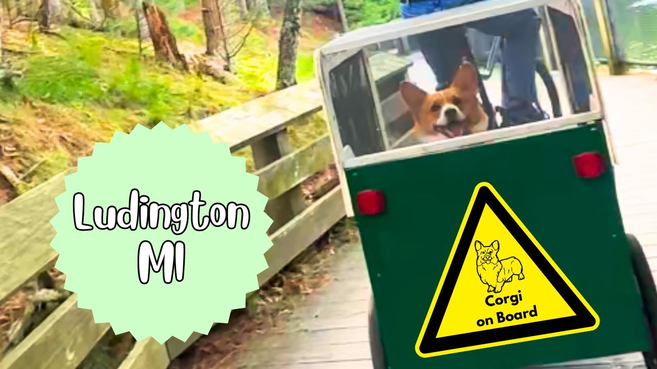 Corgi Riding in Chariot Bike Ride with @Backyard415 - YouTube