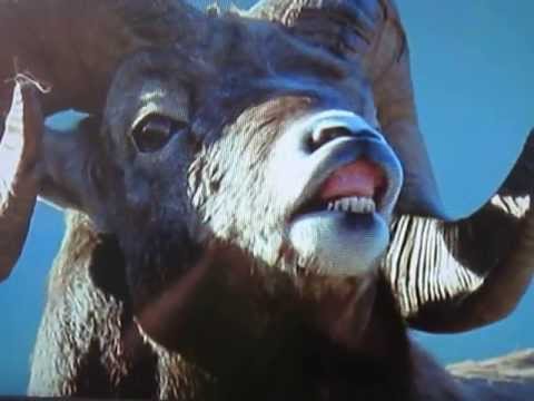 Funny talking Animals 2013 Compilation Pt.1 (best) - YouTube