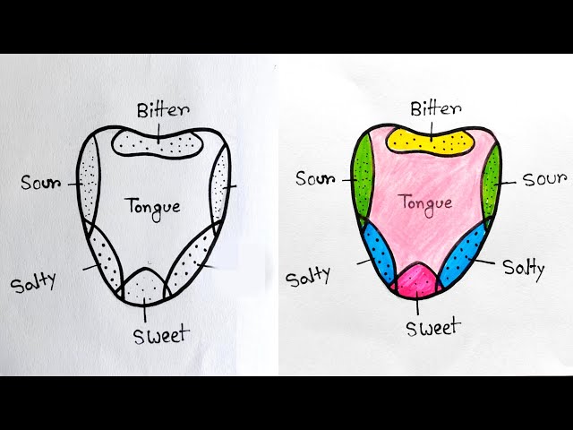 Tongue Pencil Drawing For Kids
