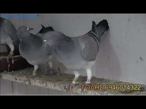 Ο ΓΟΛΗΣ ΜΑΣ ΤΑΡΑΞΕ ΣΤΟ ΘΕΑΜΑ ΒΕΡΟΙΑ 2023-24 - YouTube
