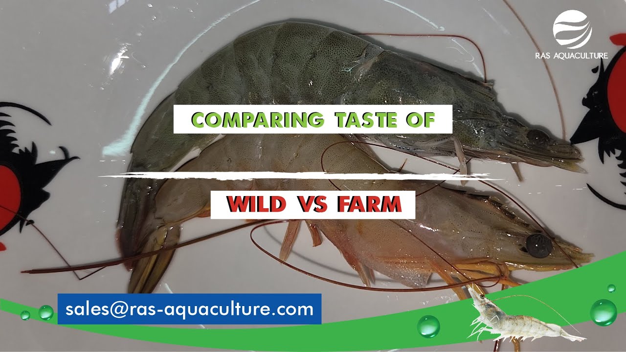 How Different Are Wild vs. Farm Shrimp (Vannamei)? Explained! - YouTube