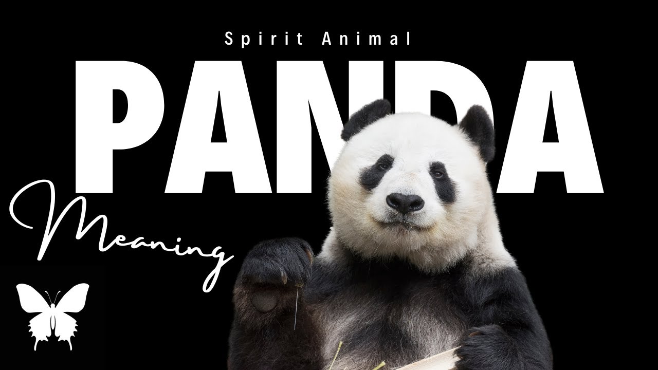Panda Spirit Animal | Panda Bear Spirit Guide| Panda Symbolism | Panda ...