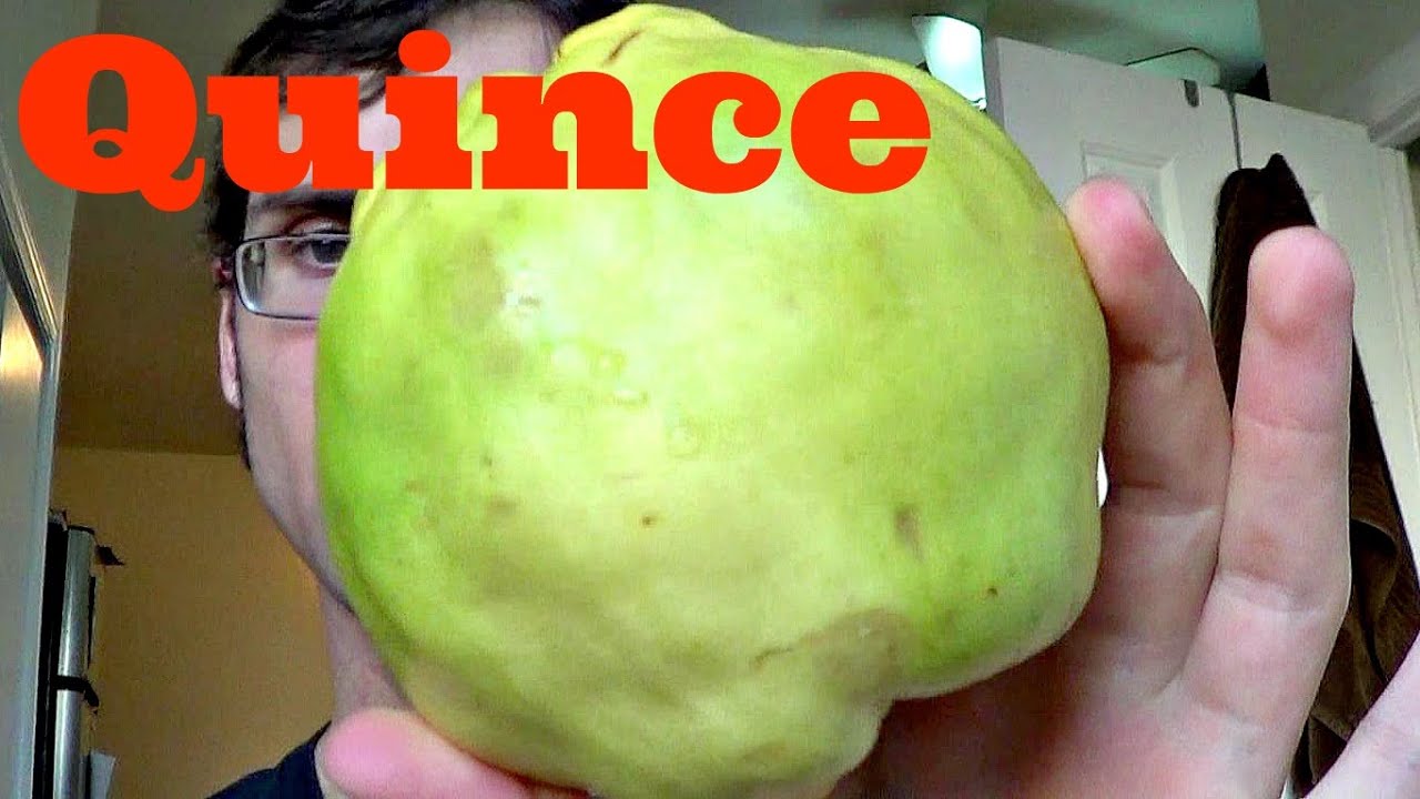 Quince Review (+Quince cheese recipe) Weird Fruit Explorer Ep. 122 ...