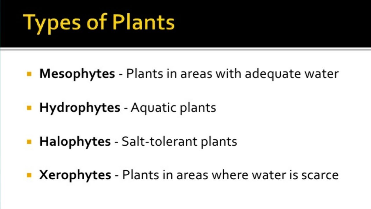 CLASSIFICATION OF PLANTS ON THE BASIS OF THEIR HABITAT || Education ...