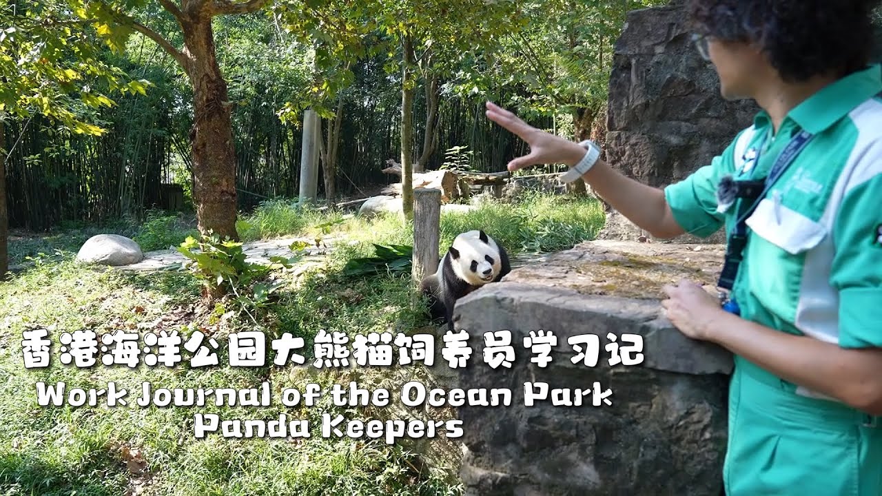 Work Journal Of The Ocean Park Panda Keepers | iPanda - YouTube