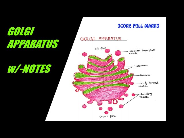 About Golgi Complex Class 9 Science Notes Golgi Apparatus Drawing At