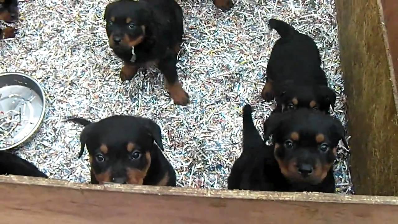 Rottweiler Puppies - YouTube