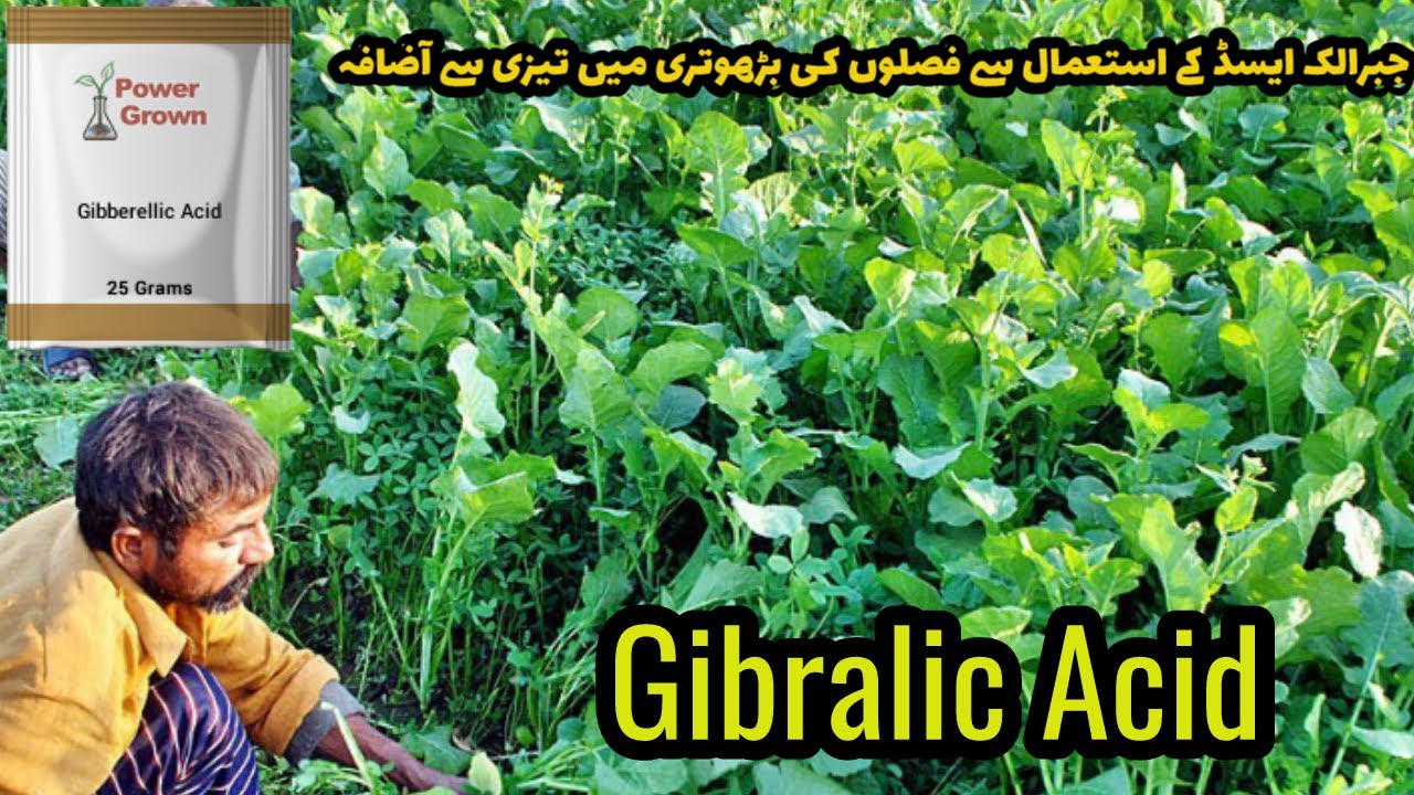 Maximizing Crop Yields with Gibberellic Acid: A Comprehensive Guide ...