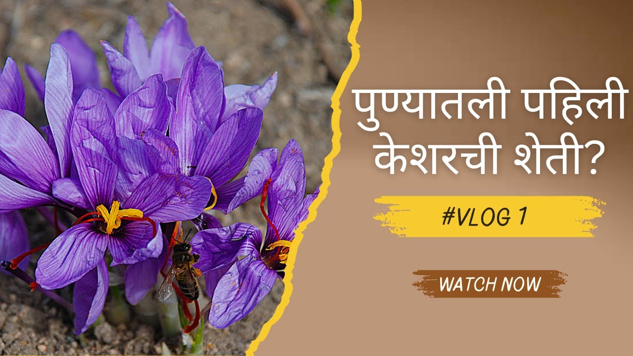 Pune's First Saffron/ केशर Farming in Container!🔥Saffron Farming,Kesar ...