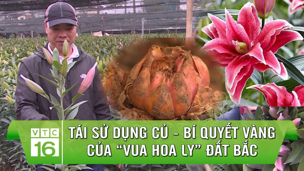 Tái sử dụng củ - bí quyết vàng của “VUA HOA LY” đất Bắc | VTC16 - YouTube