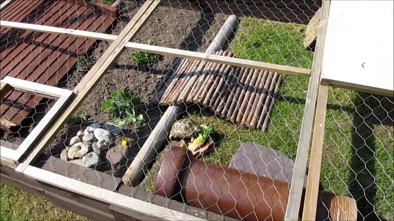 Outdoor Tortoise Run - YouTube