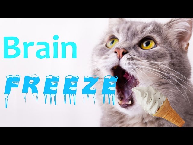 Can Dogs Die From Brain Freeze