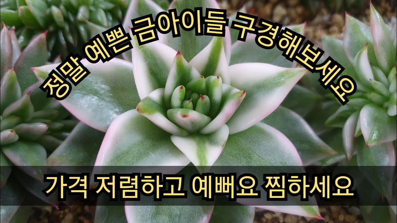 1월 14일 예쁜 마리아금 엘크혼금 구경해보세요 다육 다육이금 다육이 다육식물 다육이키우기 금다육 Youtube