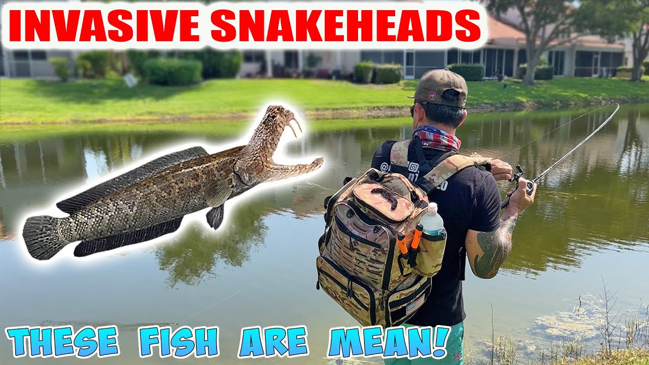 BryanTheCEO Catches His 1st Snakehead! - YouTube