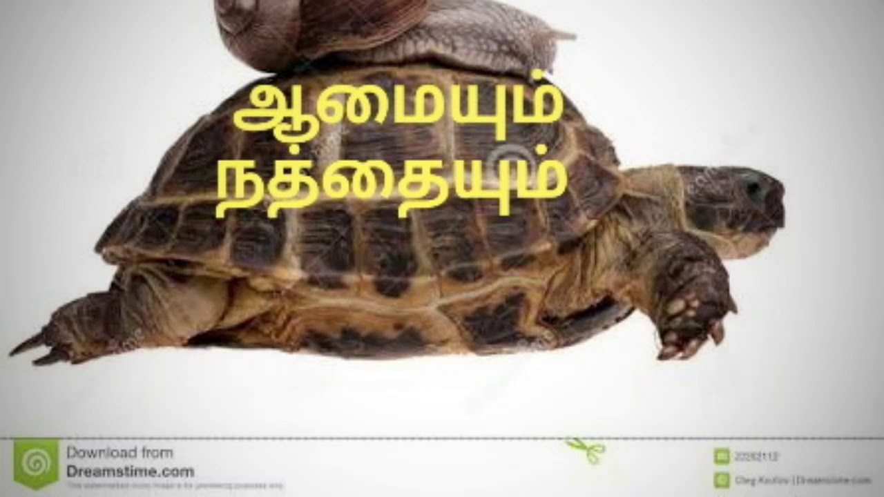 Kids story 9 ஆமையும் நத்தையும் The tortoise and snail - YouTube