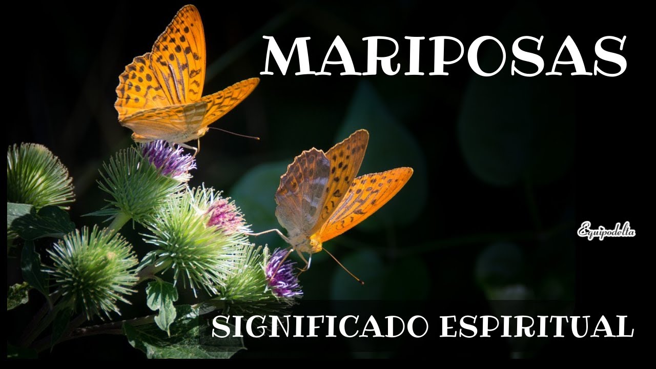 Significado espiritual de las mariposas. Curiosidades. - YouTube