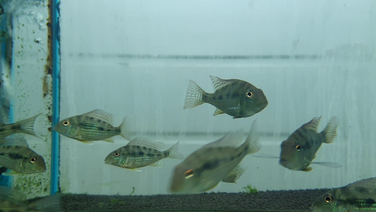 Geophagus mirabilis - YouTube
