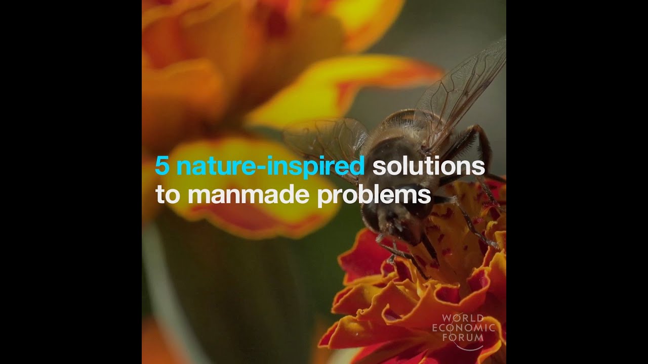 5 nature inspired solutions to manmade problems - YouTube