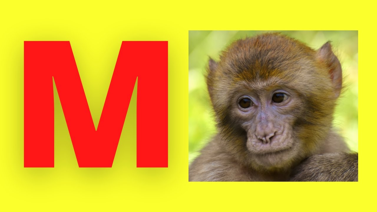 Learn 10 Words from M Alphabet | Alphabets For Kids | | Kids A to Z ...