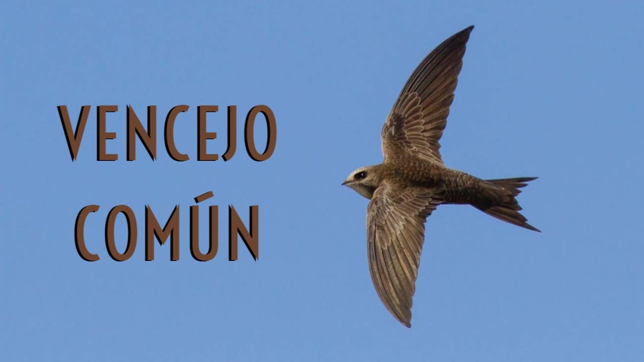 El VENCEJO COMÚN: características, curiosidades e importancia. - YouTube