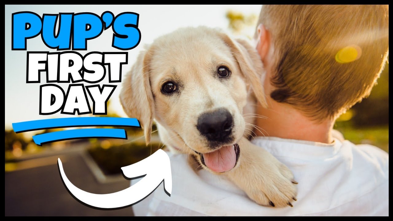 Puppy's First Day: Essential To-Dos! - YouTube
