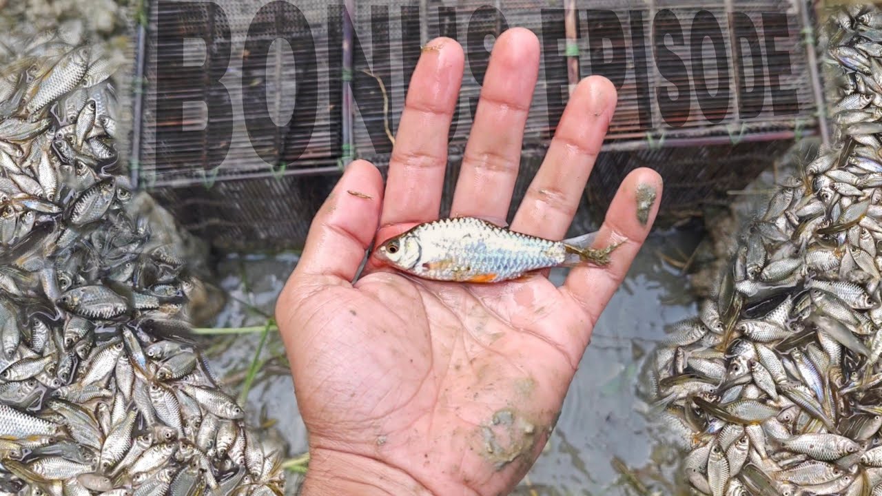 (Bonus Episode) 1000s of Silver Fish ! - YouTube