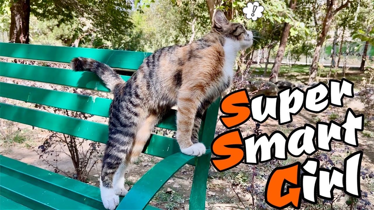 Super smart cat , you cannot love her so much - YouTube