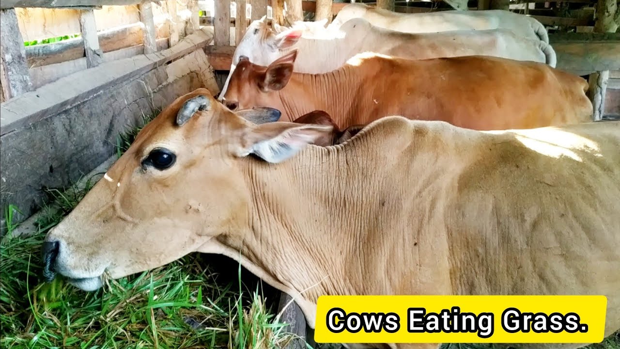 Cows eat grass in the barn with enthusiasm - Cow videos - big cows ...